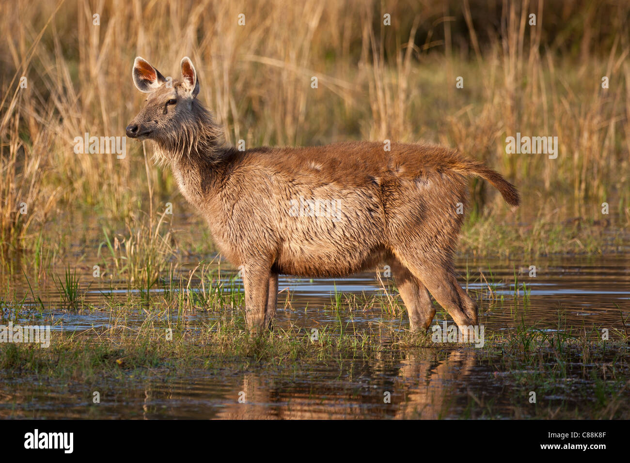 Indian Sambar, Rusa unicolor, female deer in Rajbagh Lake in ...