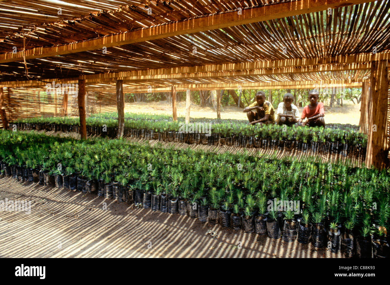 Chambeshi River, Zambia. Three workers at a forestry project with ...