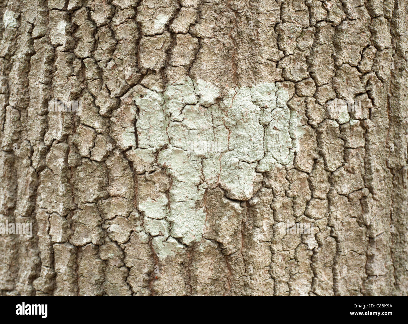 Gray lichen hi-res stock photography and images - Alamy