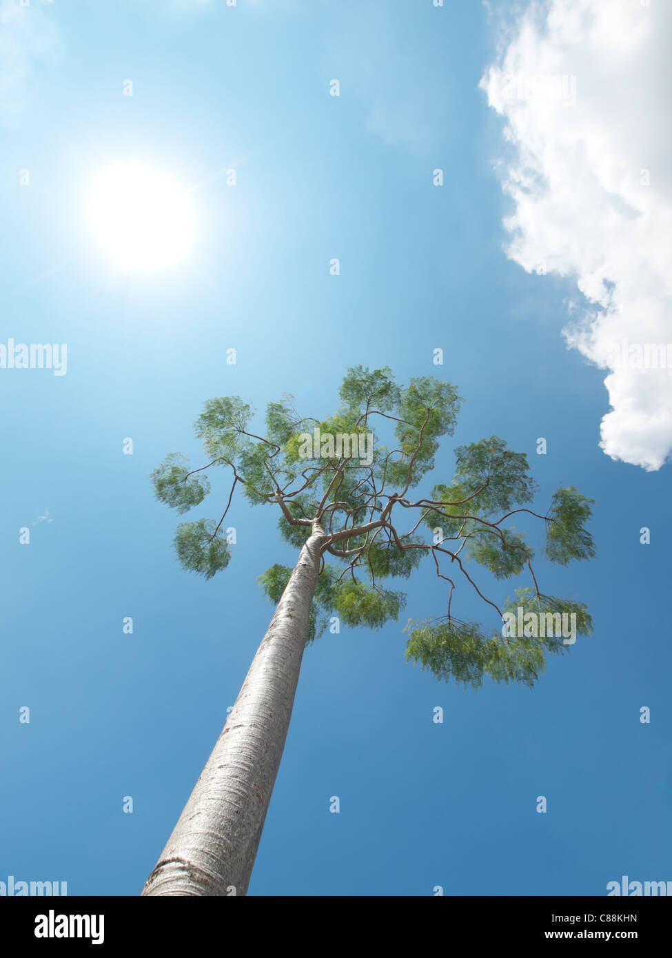 Tree and sun Stock Photo - Alamy