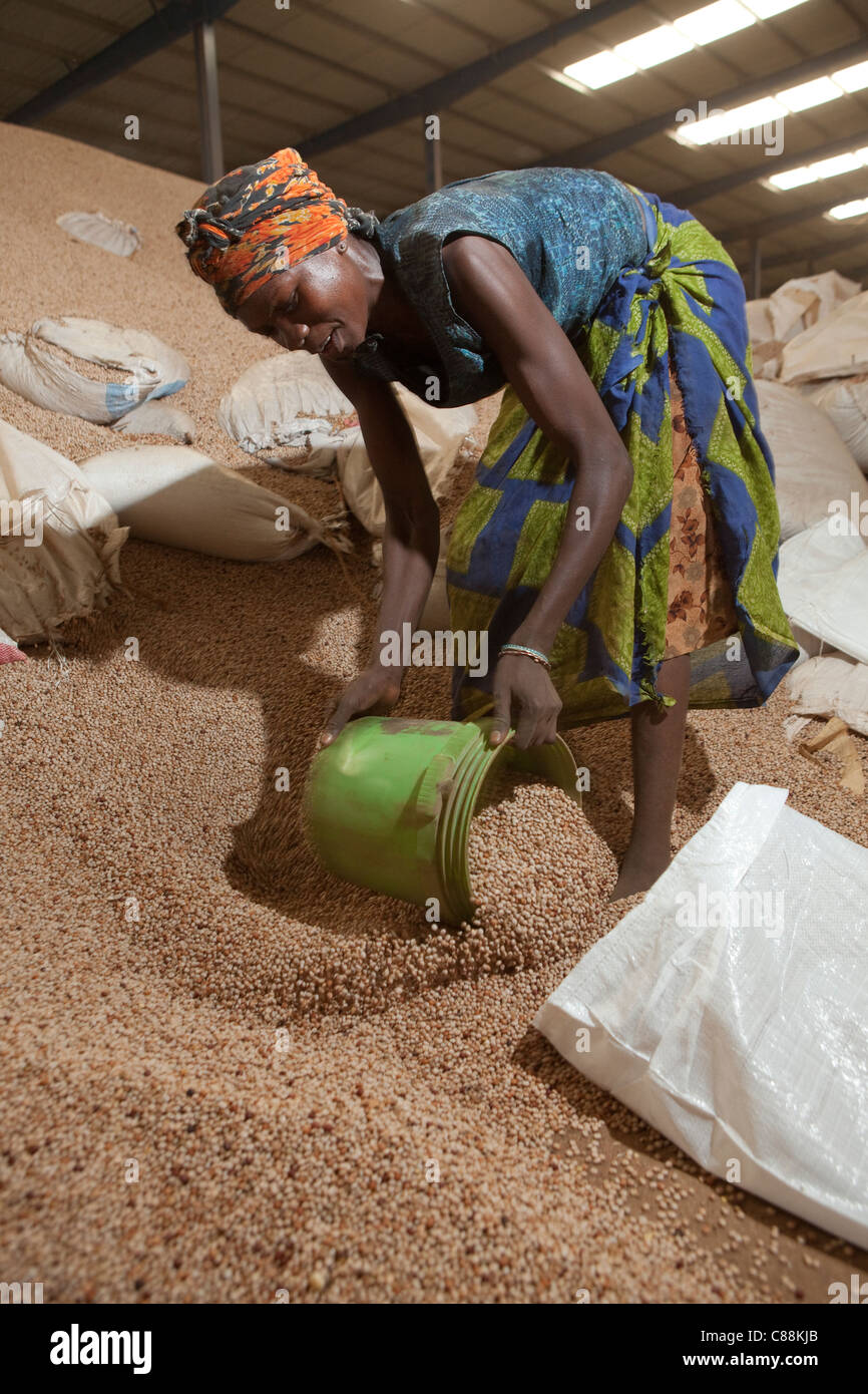 Toor dal pigeon pea hi-res stock photography and images - Alamy