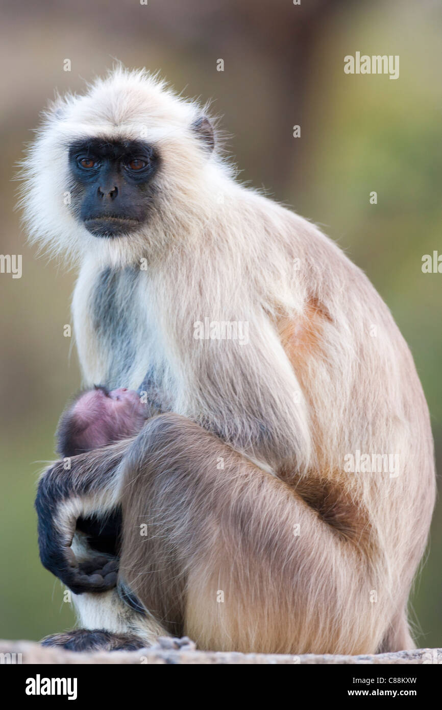 Indian langur monkeys hi-res stock photography and images - Alamy