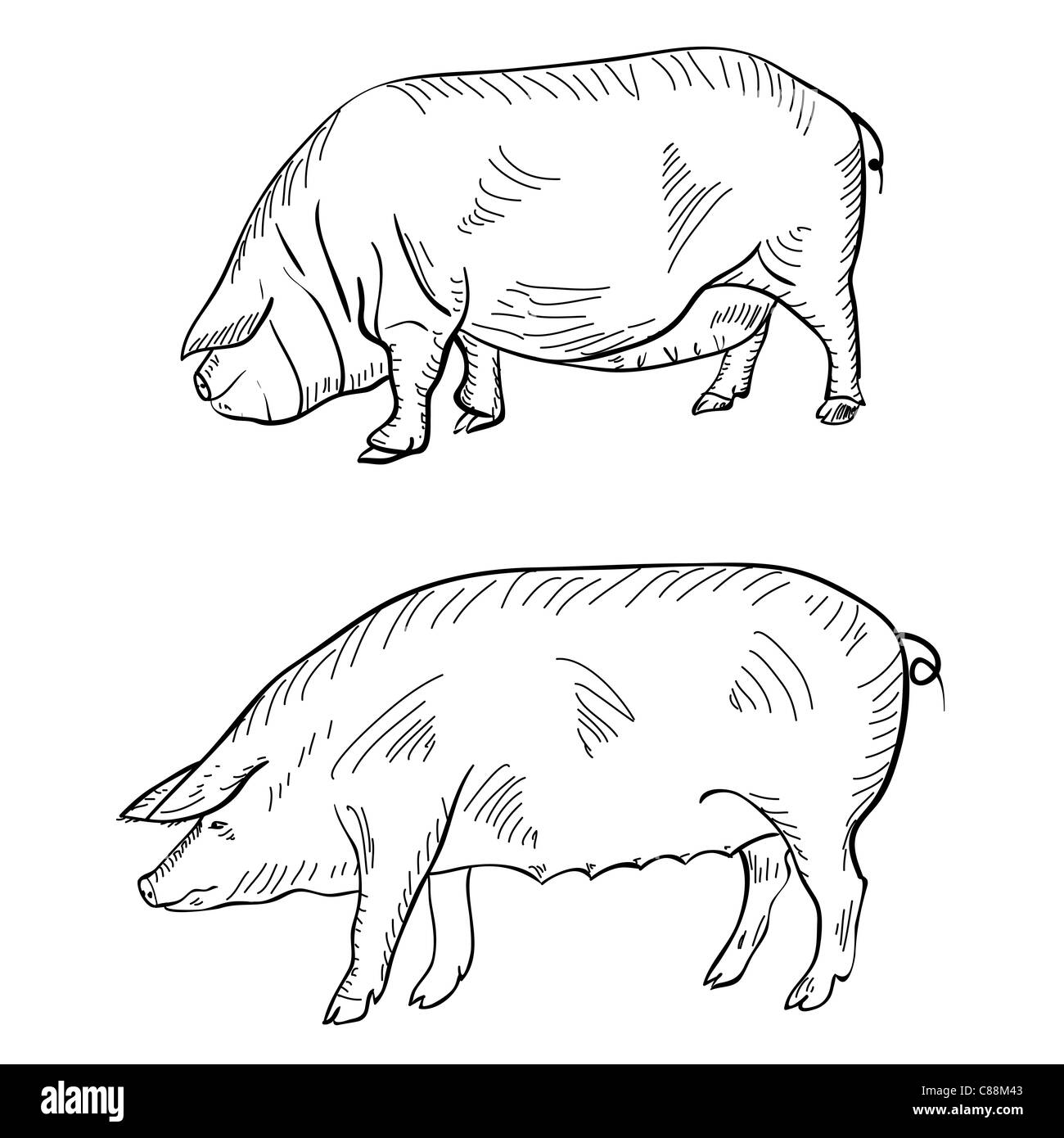 Pen drawing depicting a pig Stock Photo - Alamy