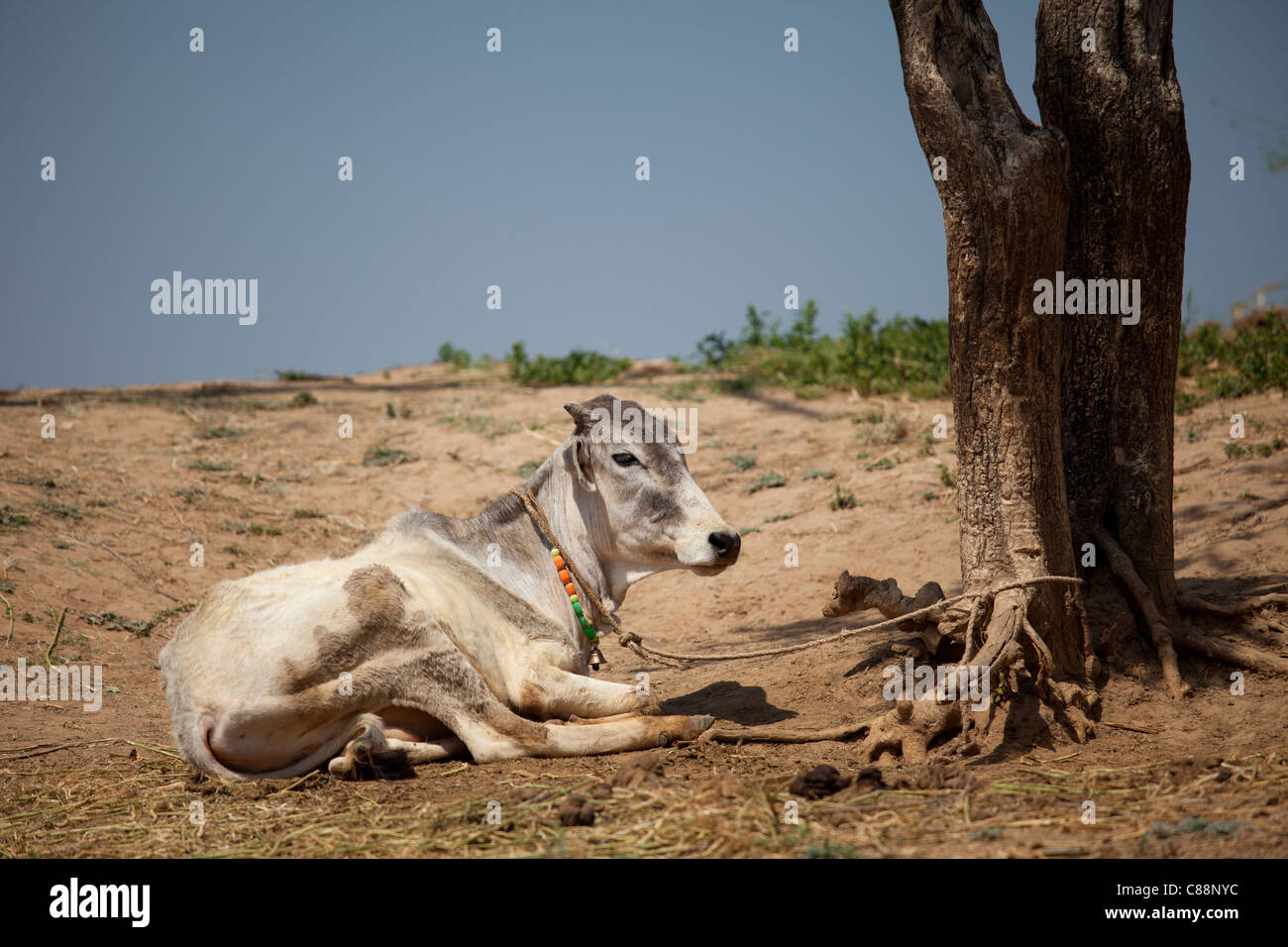 Indian cow tethered for milk at farm smallholding at Kutalpura Village ...
