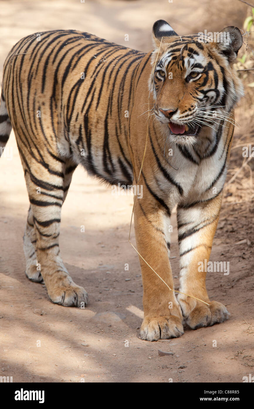Female Bengal tiger, Panthera tigris tigris, in Ranthambore National ...