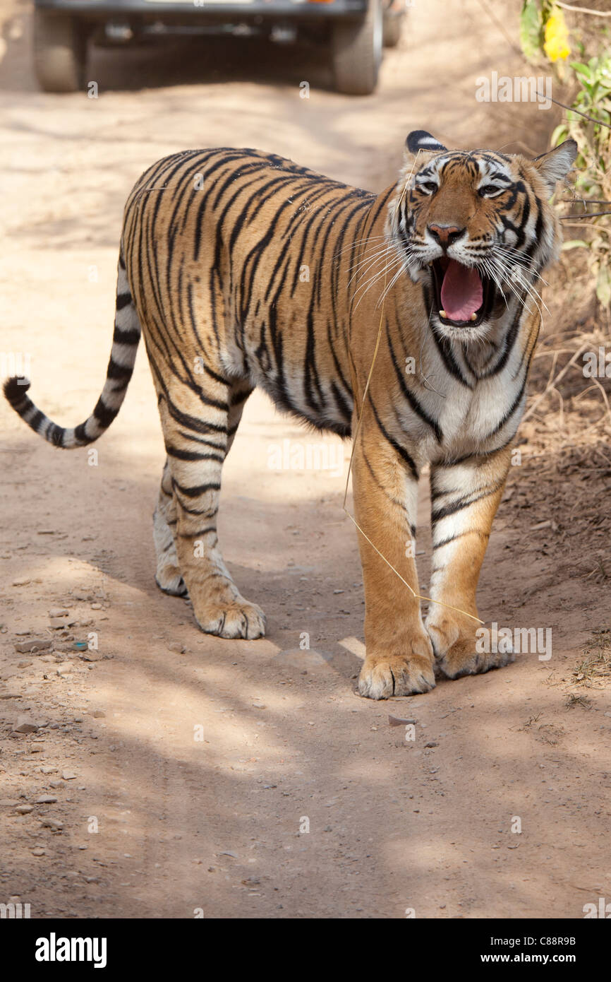 Bengal tiger paws hi-res stock photography and images - Alamy
