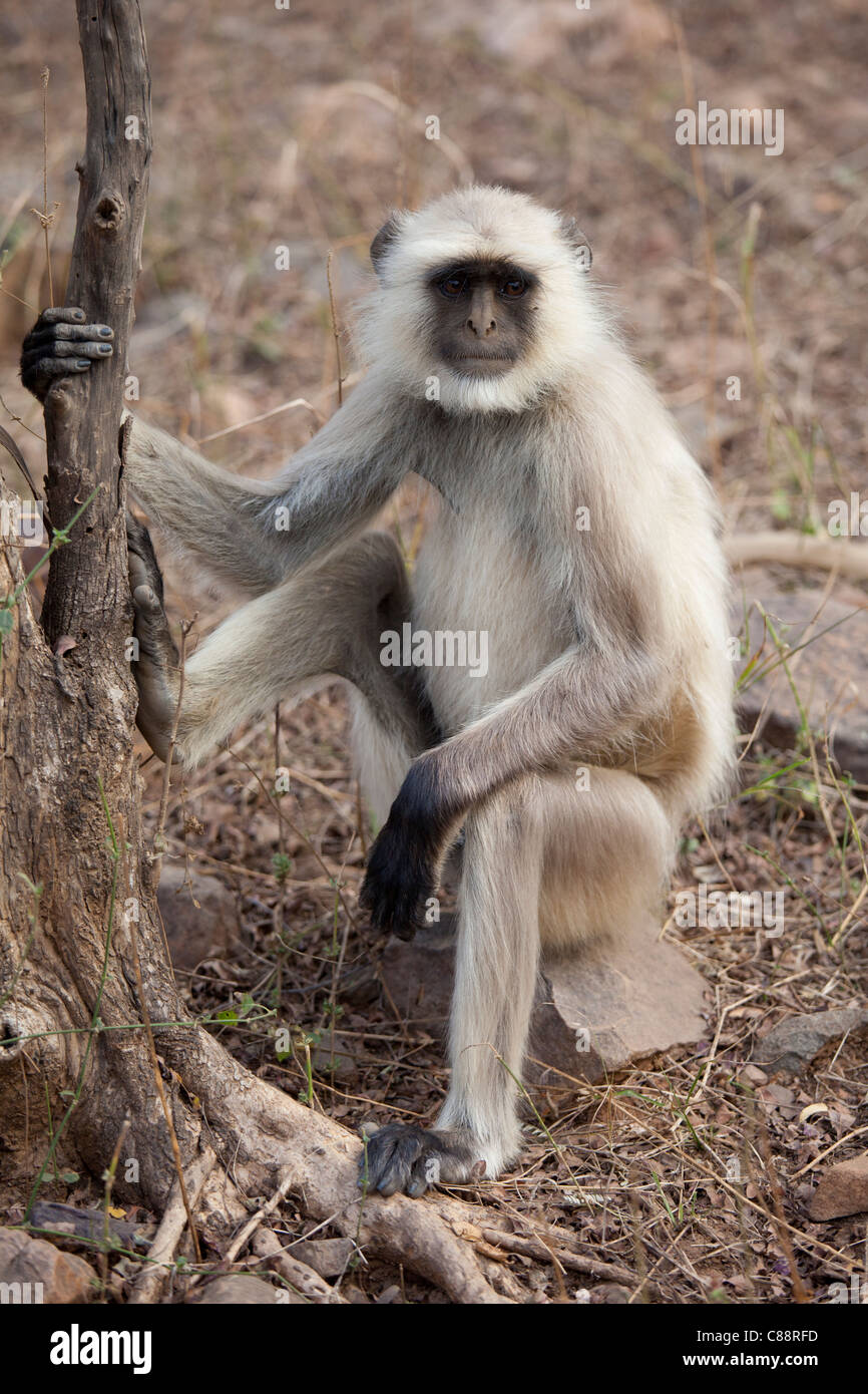 Indian Langur monkey, Presbytis entellus, on tree branch in ...