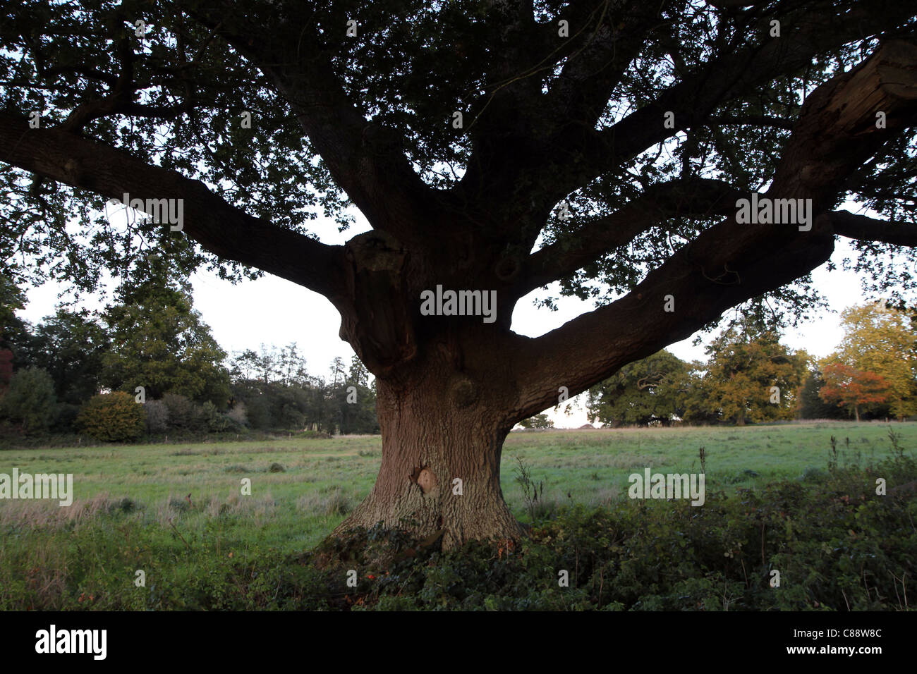 Ancient Oak Tree (Quercus robur) near Wimbourne Minster, Dorset ...