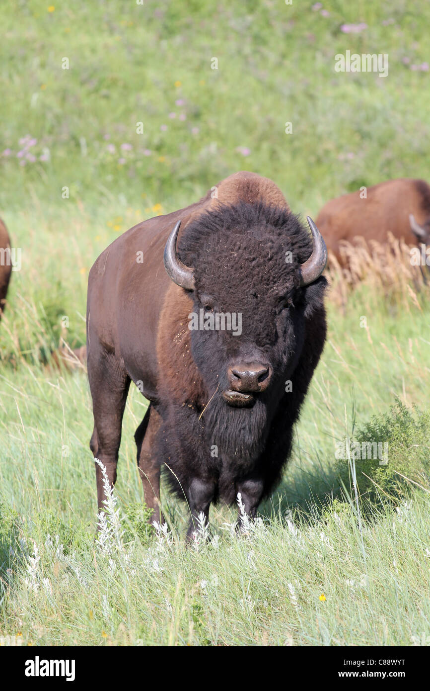 Buffalo male bull hi-res stock photography and images - Alamy
