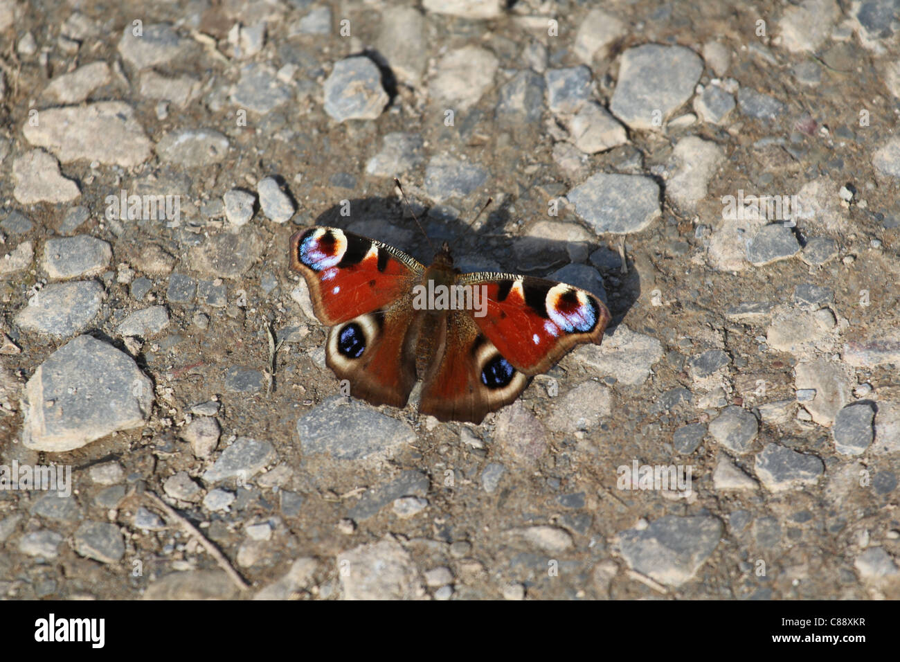 European Peacock Butterfly on coastal path at Mortehoe, Devon, England ...
