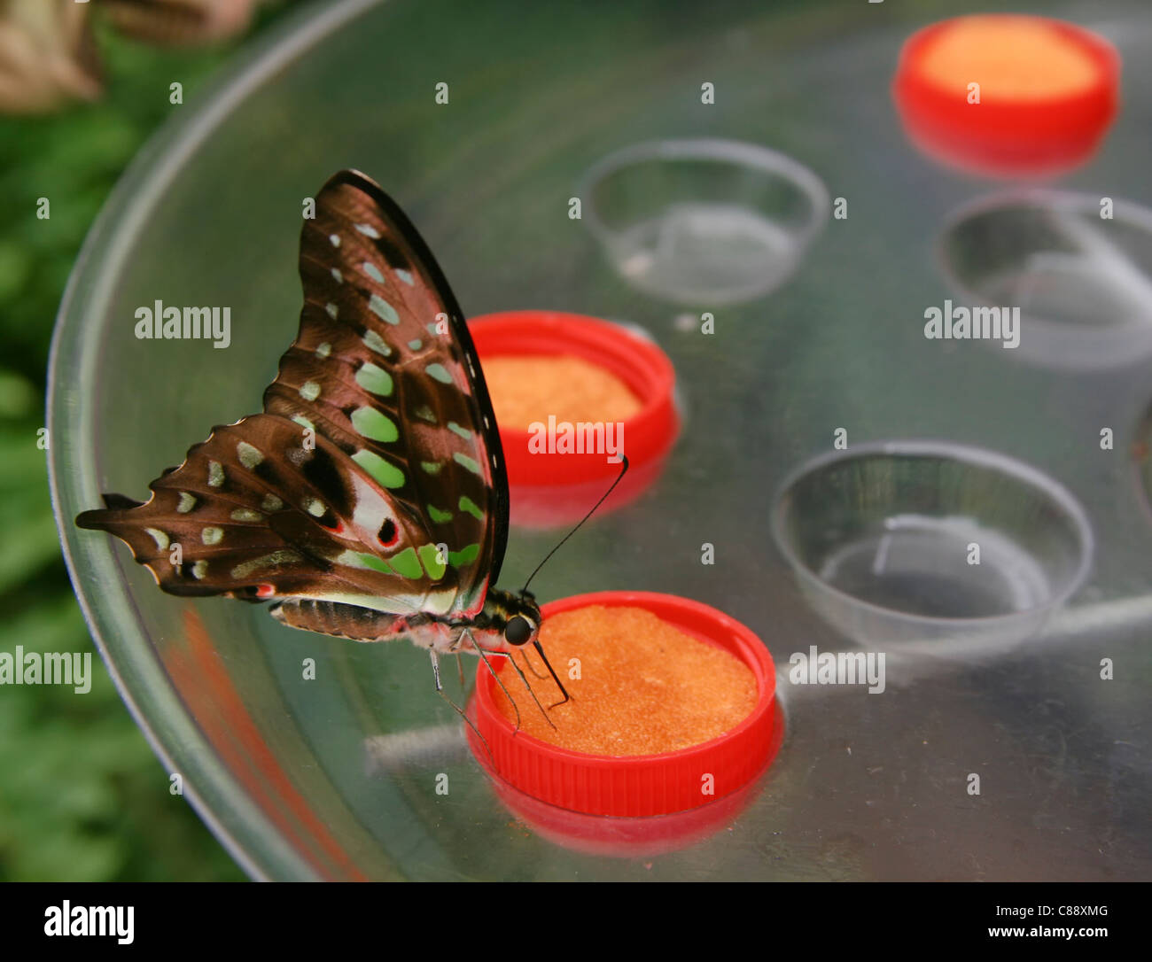 The Tailed Jay, Graphium agamemnon, also called Green-spotted Triangle ...