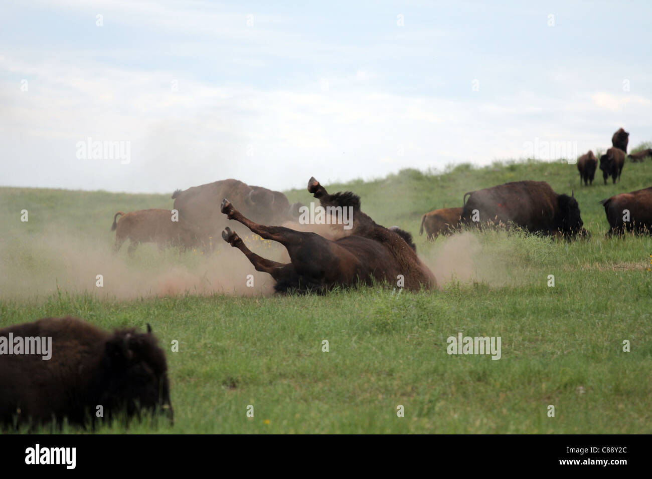 Bull dust hi-res stock photography and images - Alamy