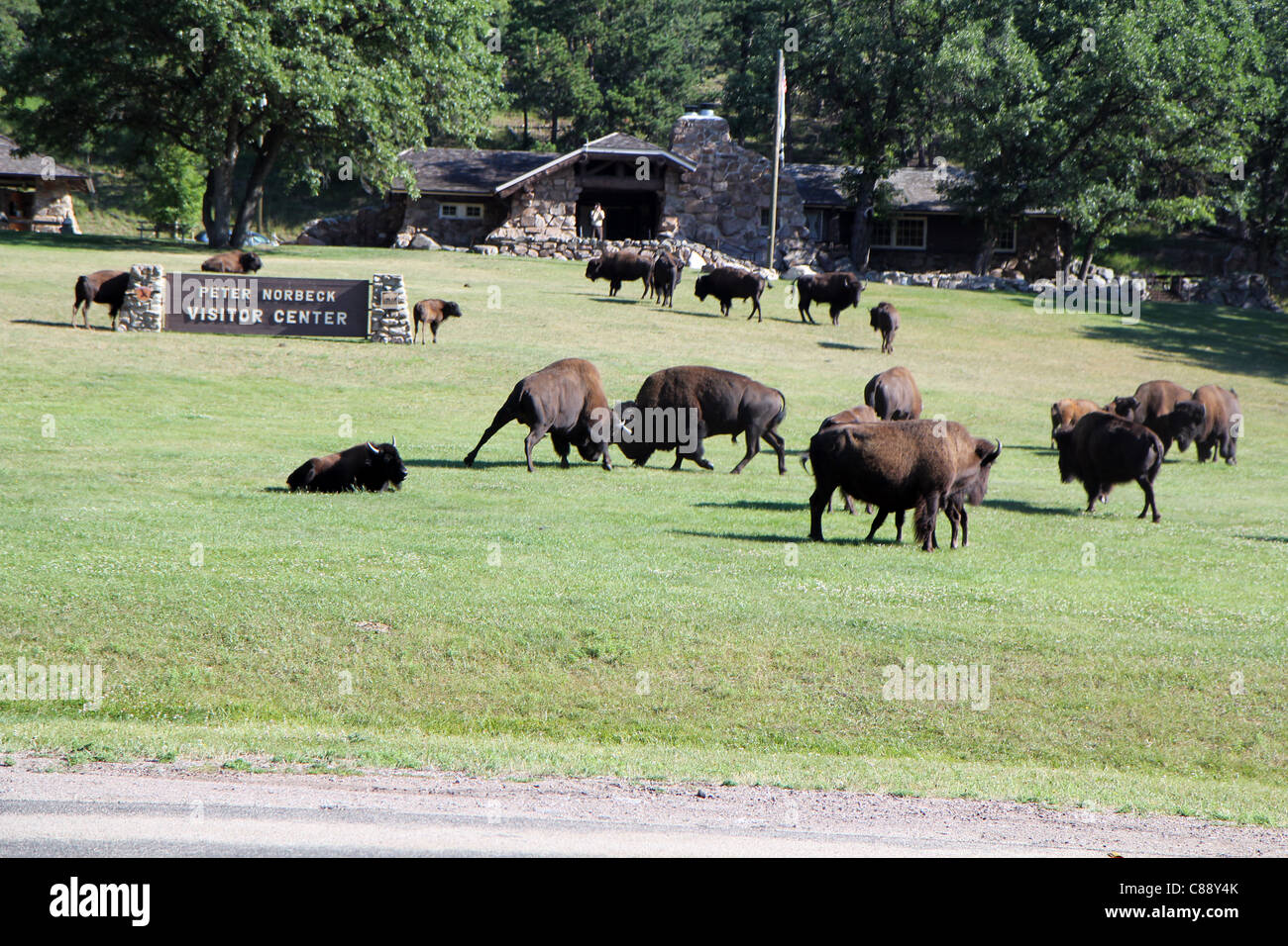 Male buffalo hi-res stock photography and images - Alamy