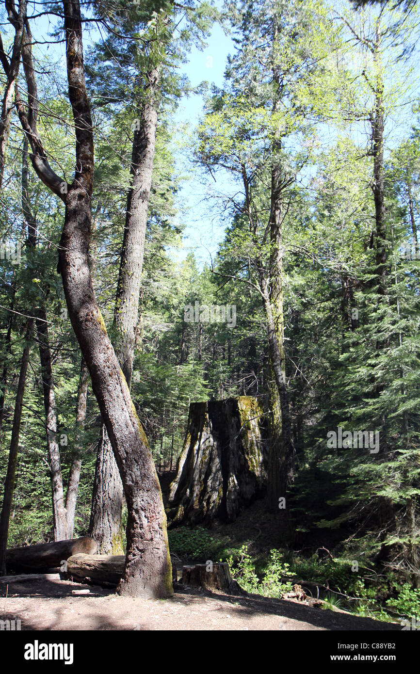 Giant sequoia tree hi-res stock photography and images - Alamy