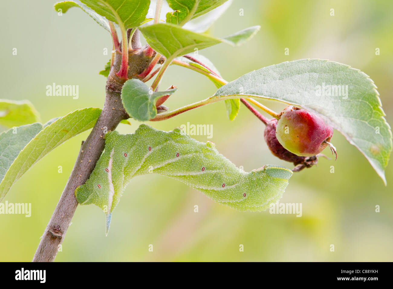 Eyed Hawk-moth green caterpillar (Smerinthus ocellata) on apple tree ...