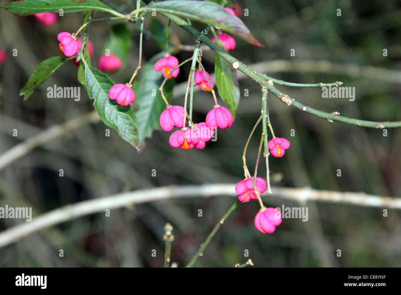 Native spindle tree hi-res stock photography and images - Alamy
