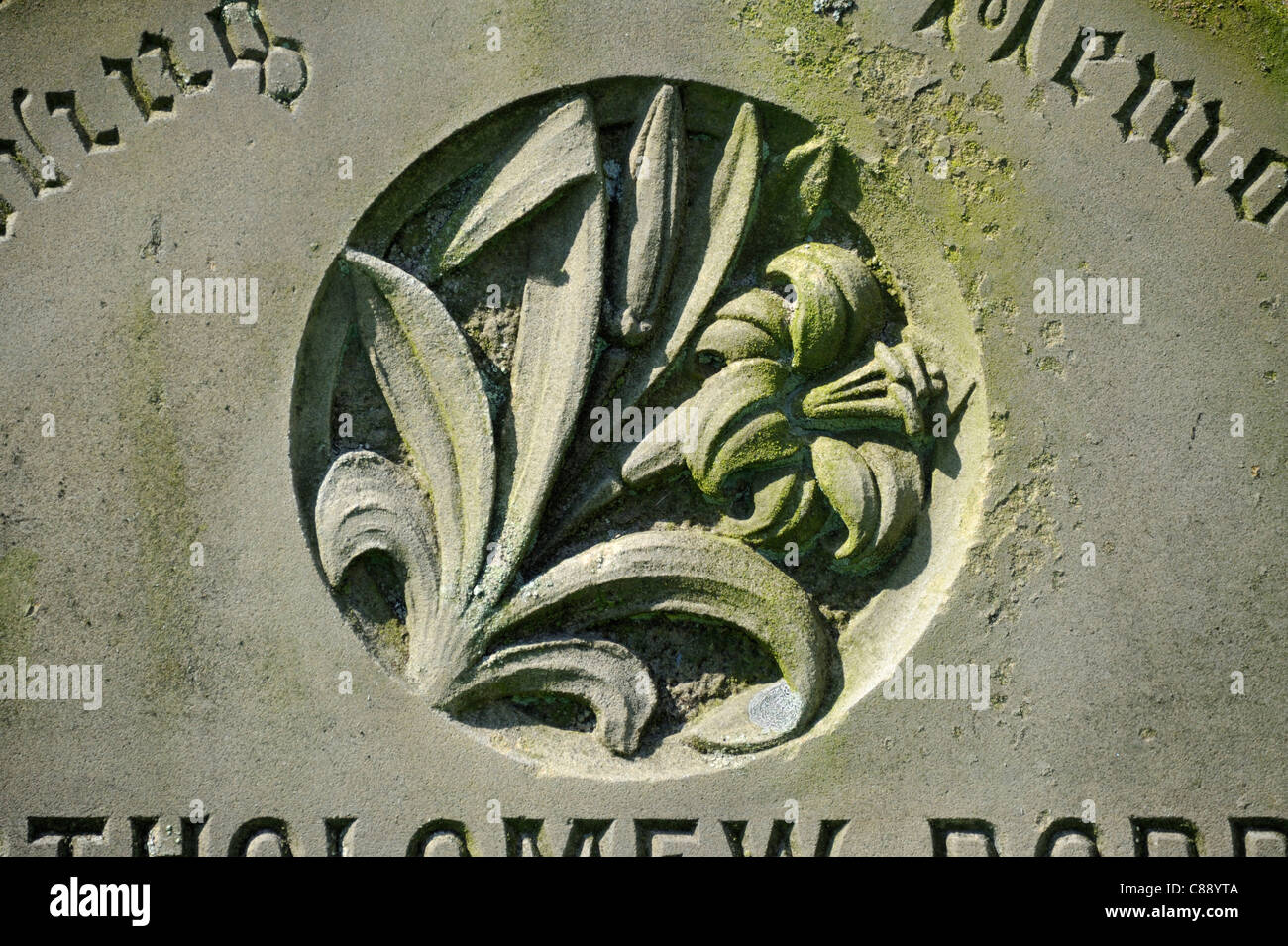 Detail of lily flower hi-res stock photography and images - Alamy