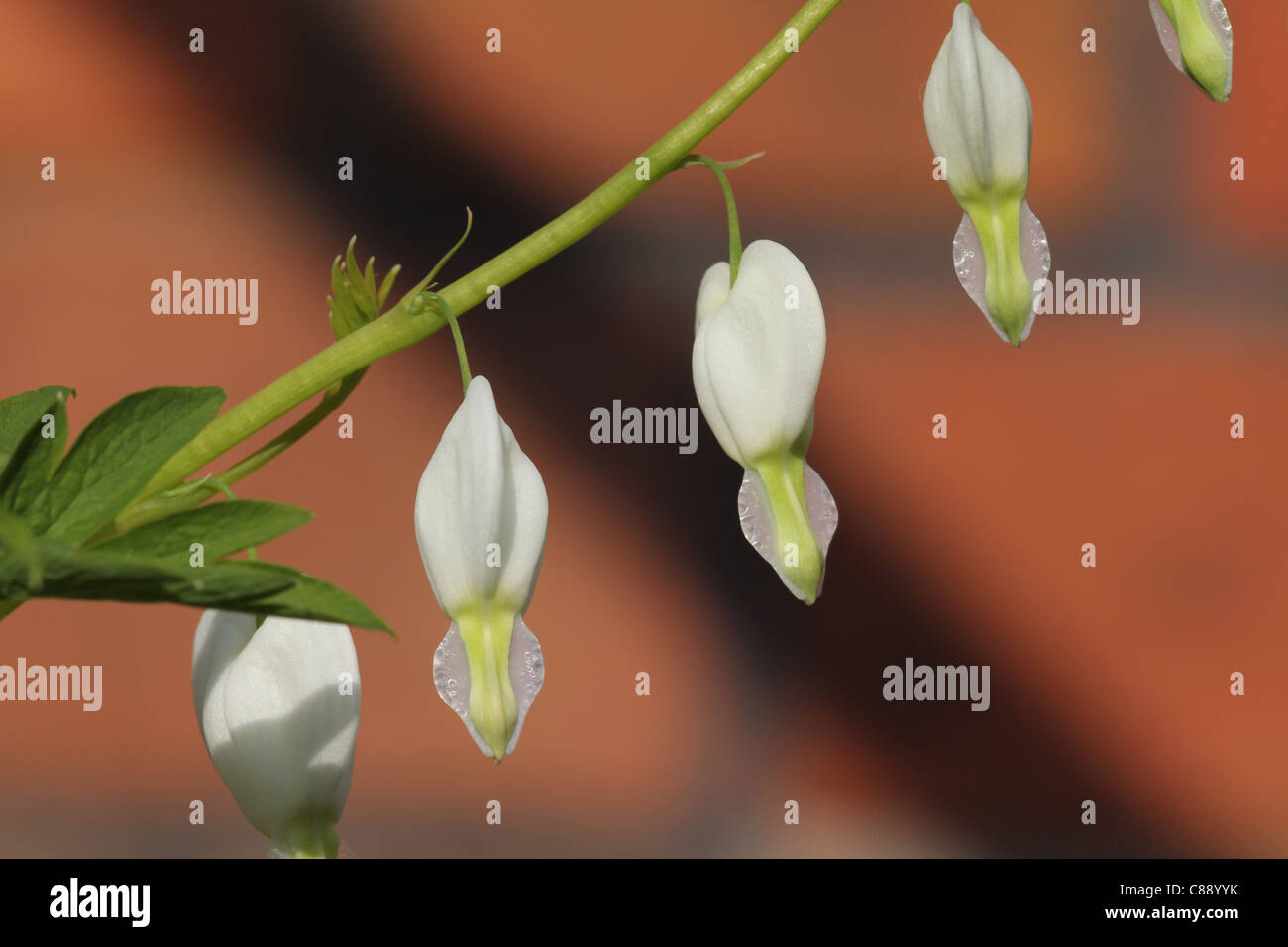 White Dicentra, Bleeding Hearts Flowers, Macro Stock Photo - Alamy