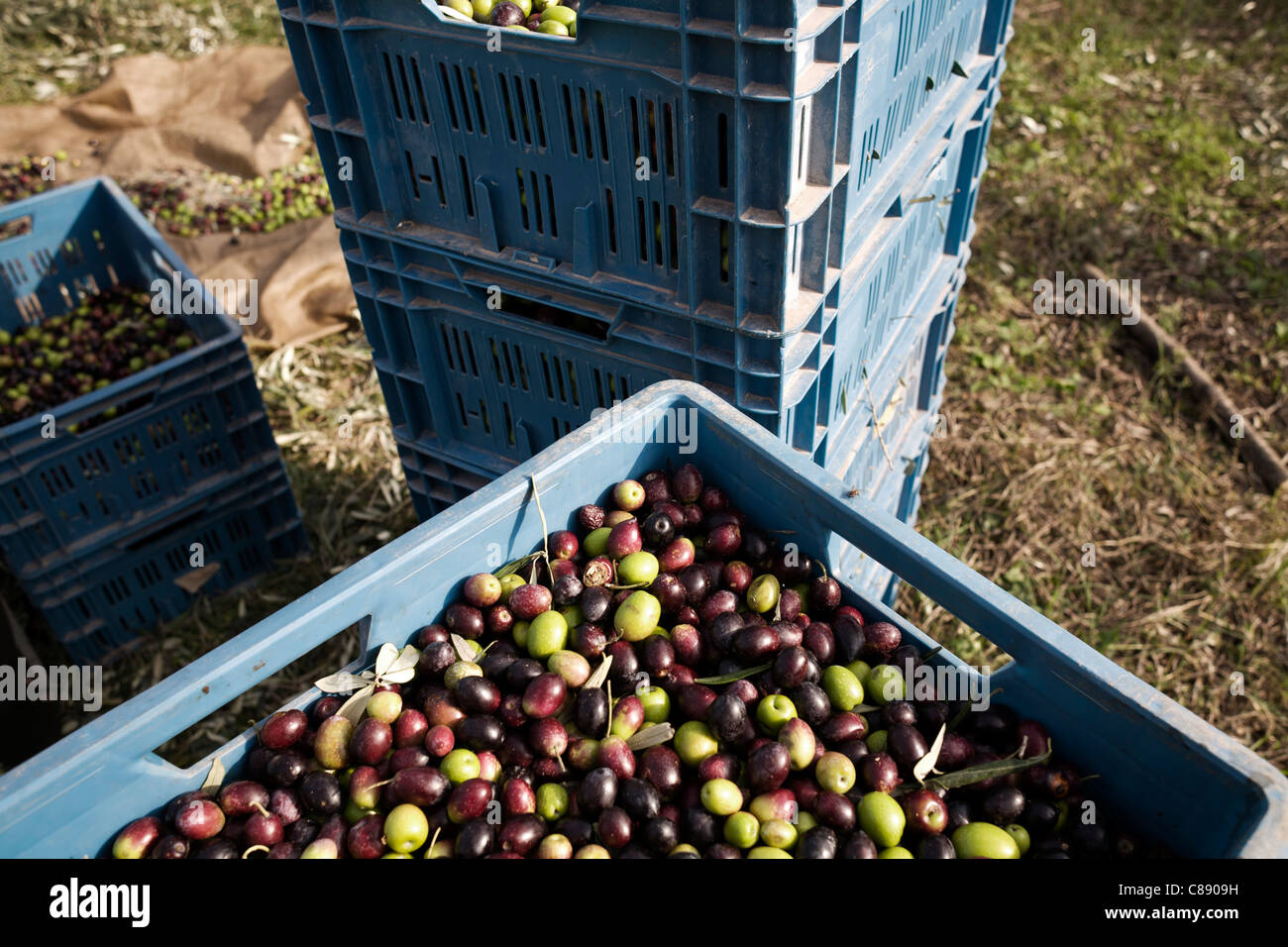 olive harvest in the crates Stock Photo - Alamy