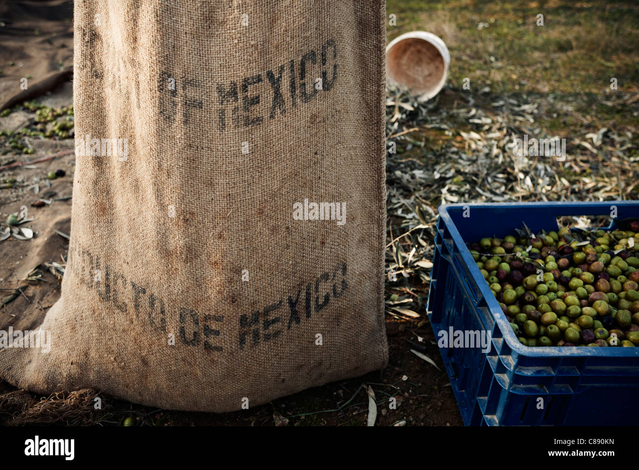 Olive harvest in burlap sack and crate Stock Photo - Alamy