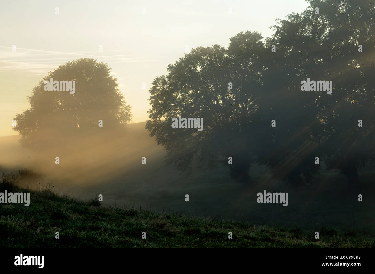 Sunrise over the Normandy countryside, sunlight through the trees and ...