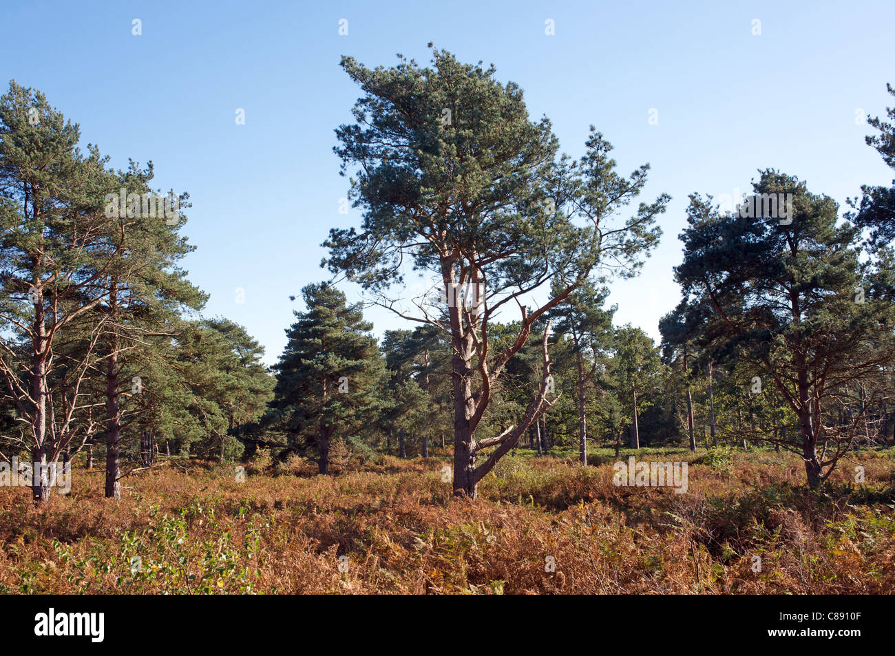 Woodland, Sutton Heath, Suffolk, UK Stock Photo - Alamy
