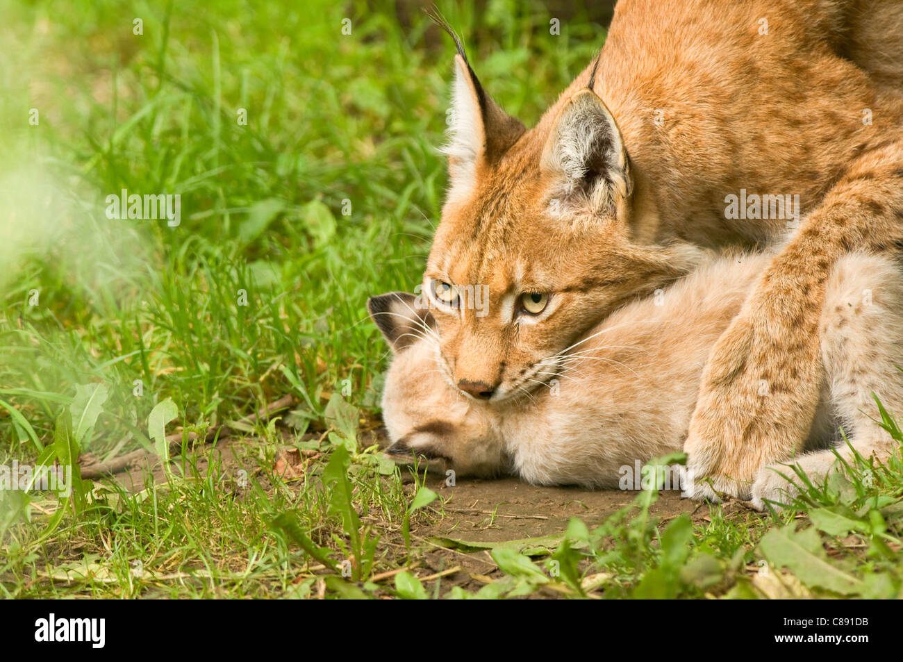 Eurasian Lynx mother moving kitten in mouth Stock Photo - Alamy