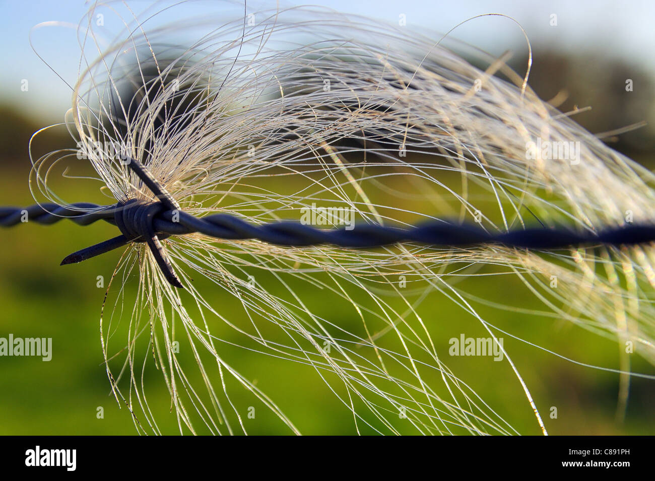The Way I Lost My Hair. Barb Wire Stock Photo - Alamy