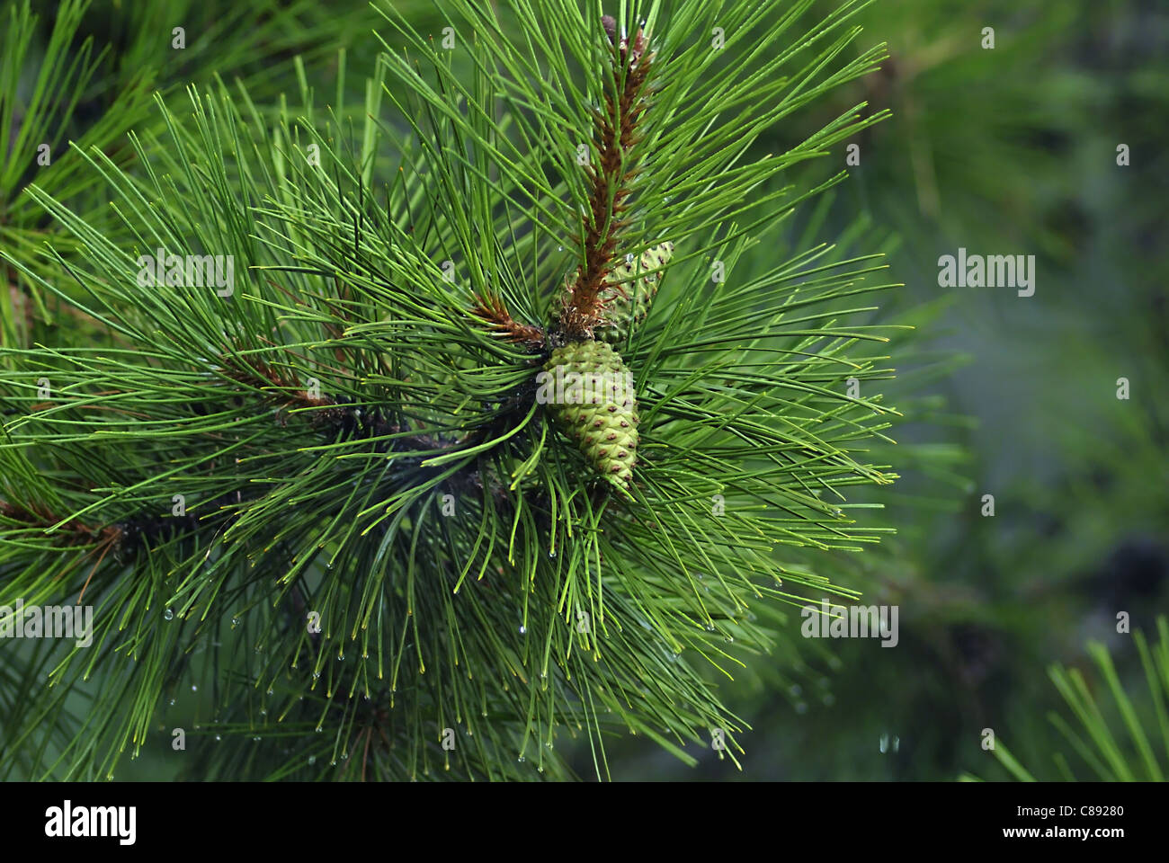 evergreen tree with cone. nature Stock Photo - Alamy