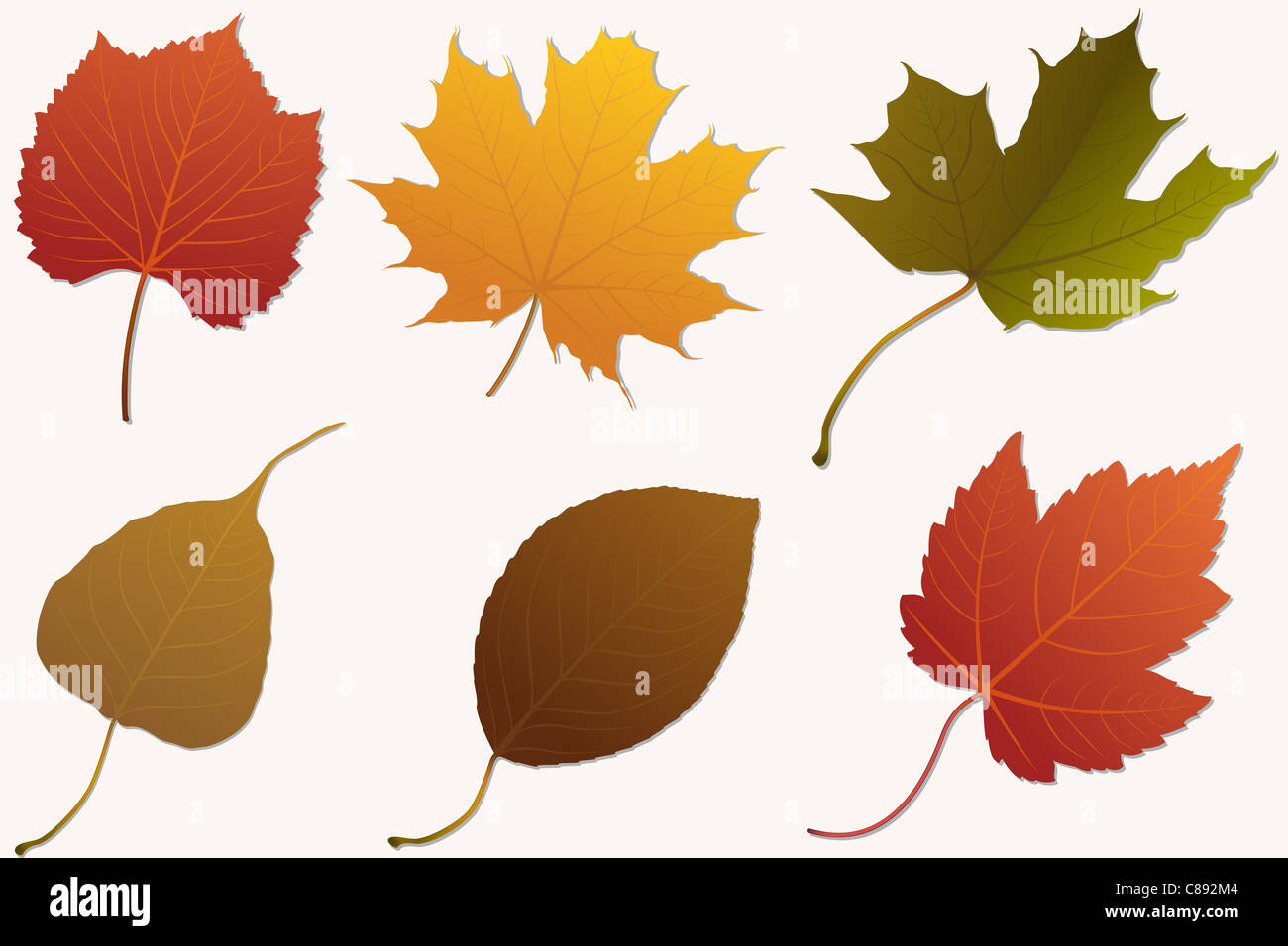 illustration of set of different maple leaves Stock Photo - Alamy
