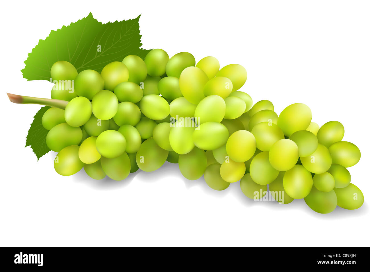 illustration of bunch of green grapes on isolated background Stock ...