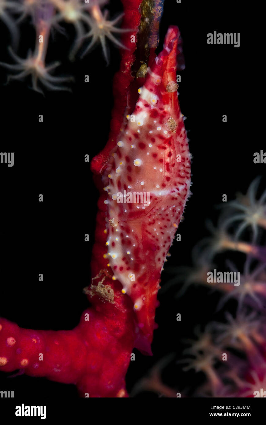 Spindle Shell Stock Photos & Spindle Shell Stock Images - Alamy