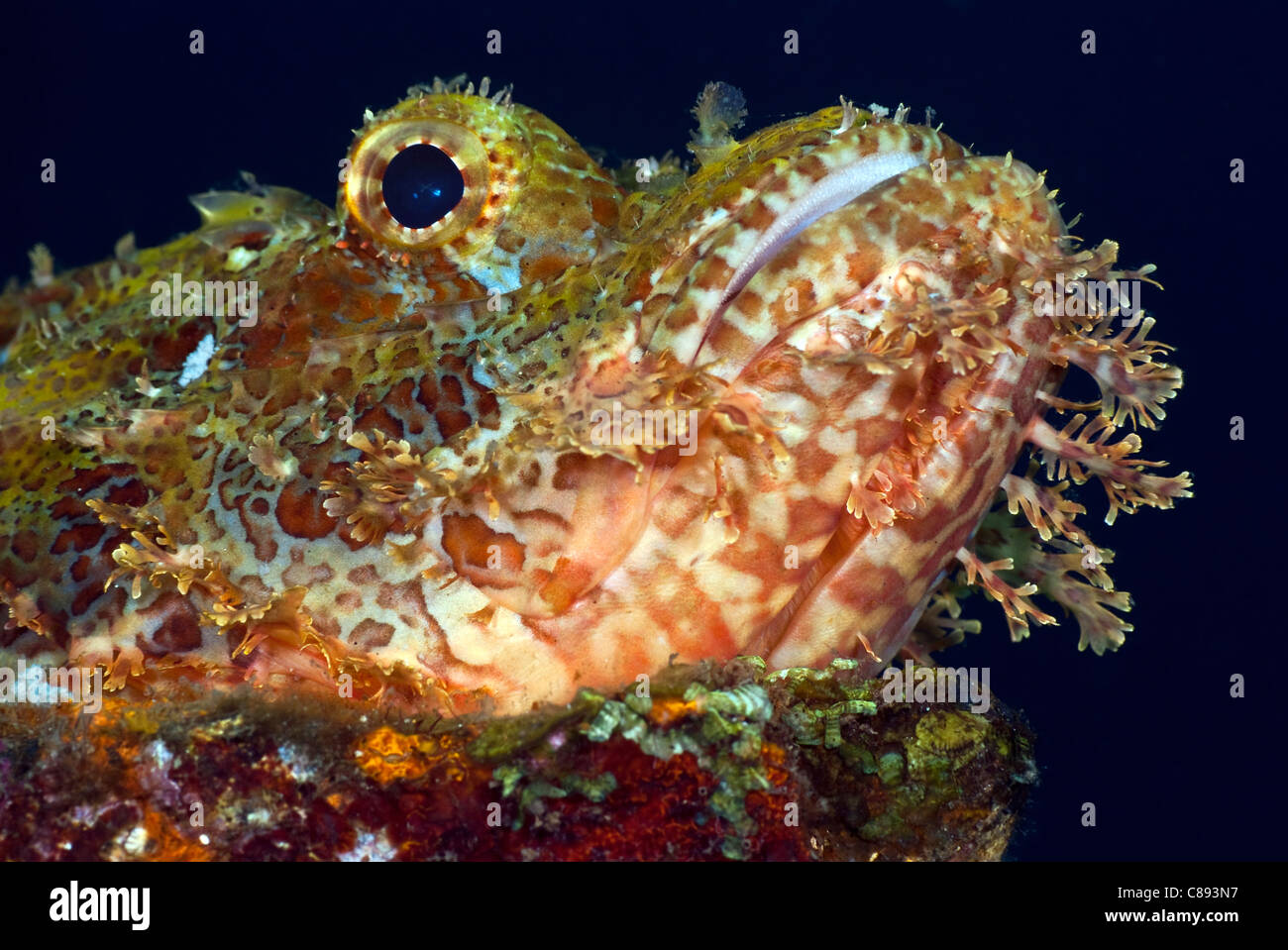Scorpion fish under water Stock Photo - Alamy