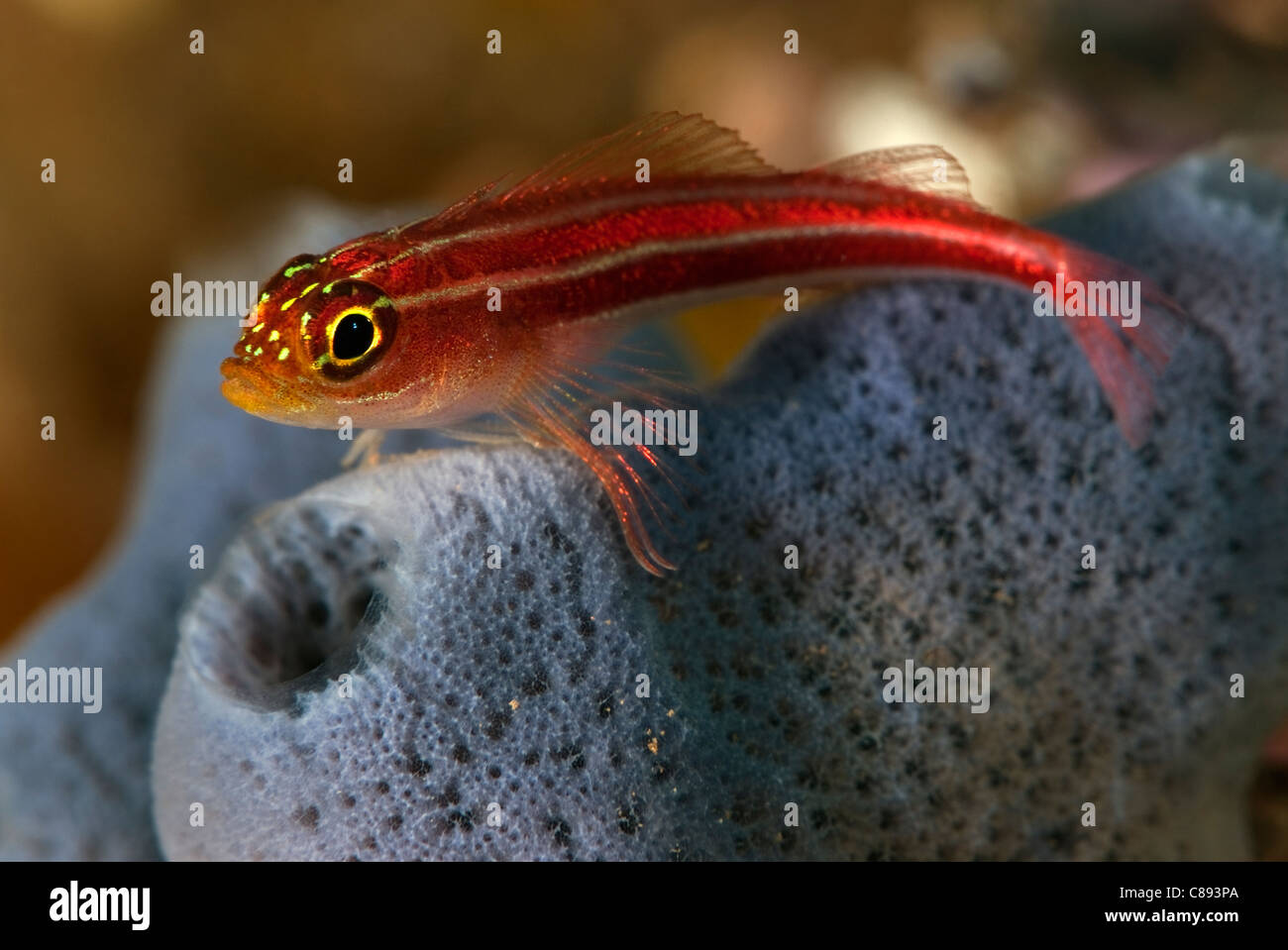Triplefin blenny hi-res stock photography and images - Alamy