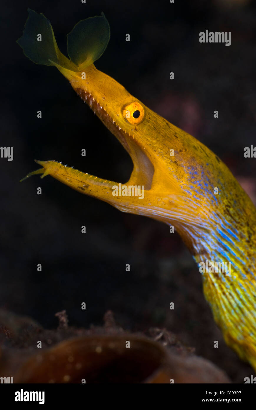 Mutant Female Ribbon eel under water Stock Photo - Alamy