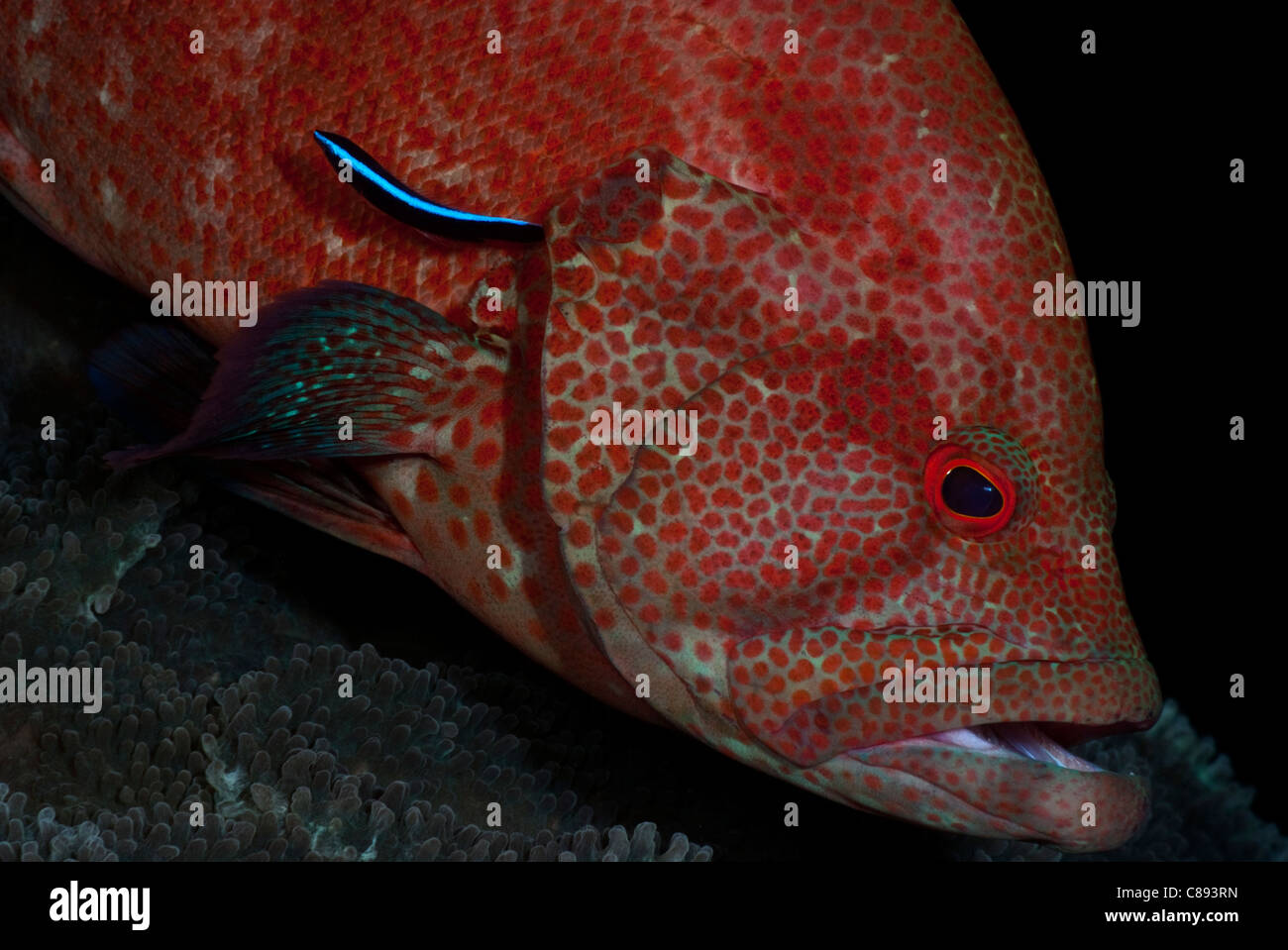 Tomato Grouper with cleaner wrasse against dark background under water ...