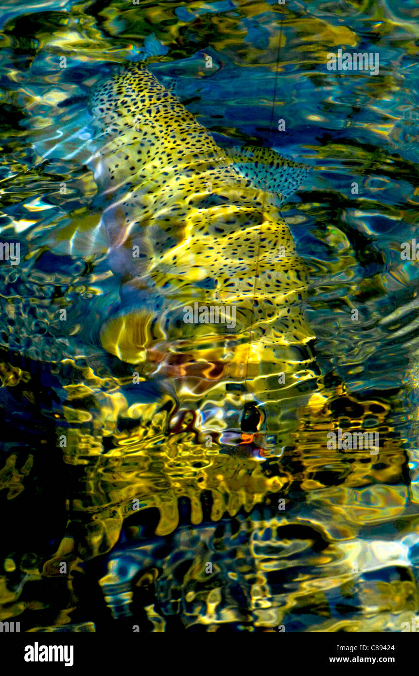 Cutthroat trout hi-res stock photography and images - Alamy