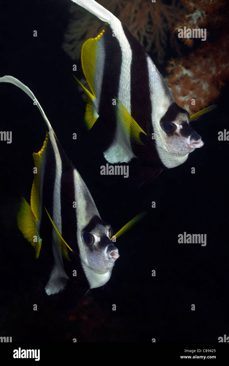 Longfin banner fish hi-res stock photography and images - Alamy