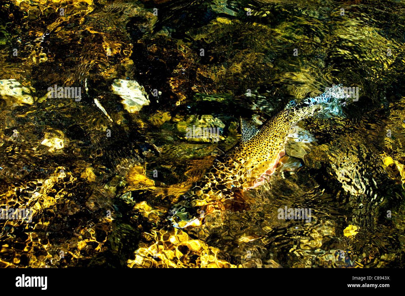 Cutthroat trout hi-res stock photography and images - Alamy