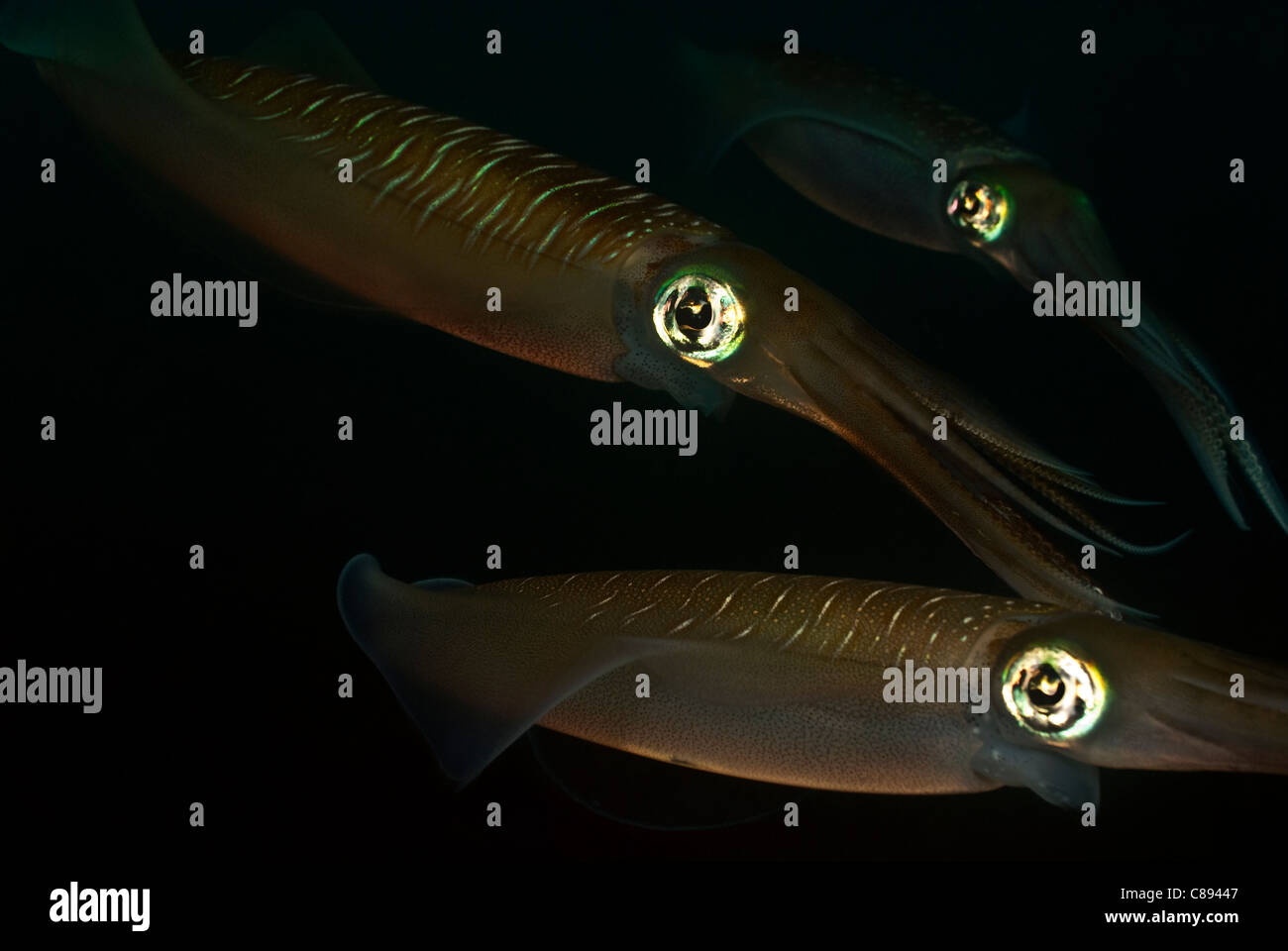 Squid against dark background under water Stock Photo - Alamy