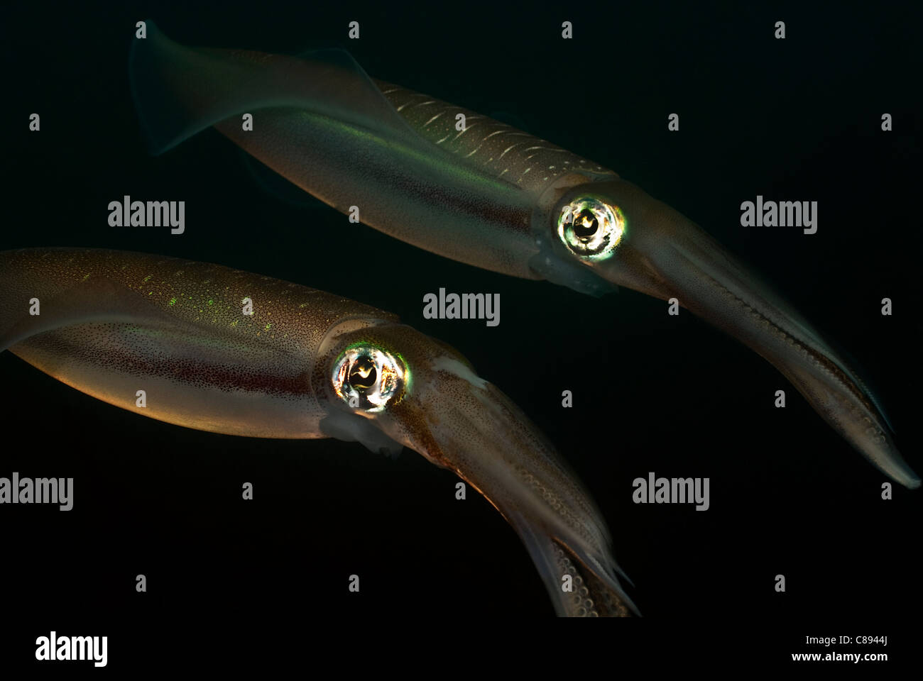 Squid against dark background under water Stock Photo - Alamy