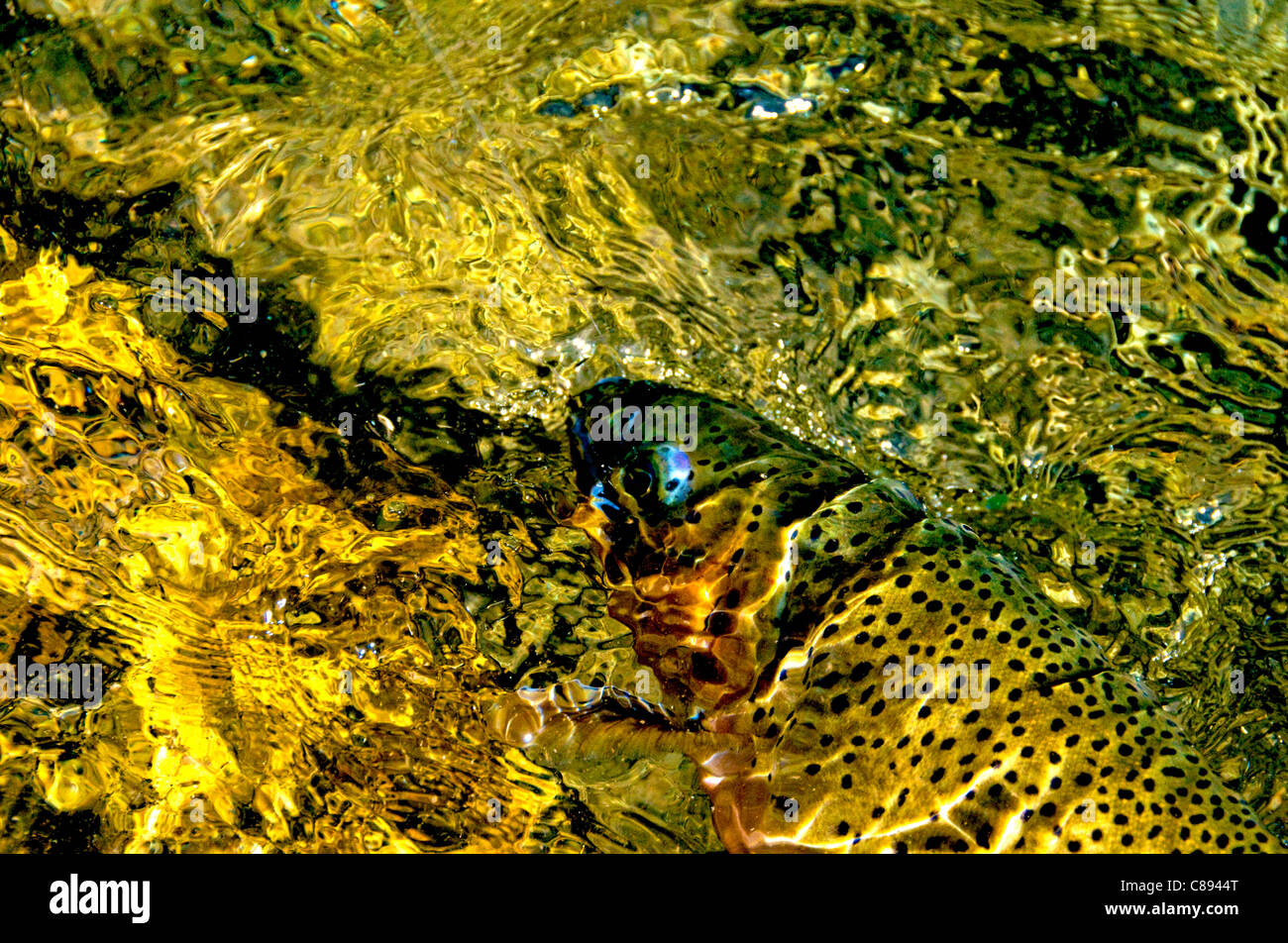 Cutthroat trout hi-res stock photography and images - Alamy