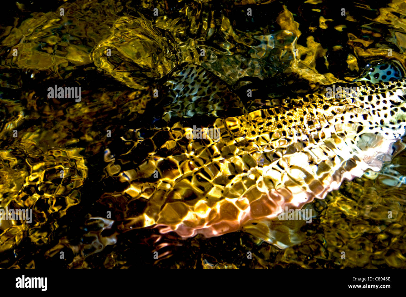 Cutthroat trout rising in golden stream Stock Photo - Alamy