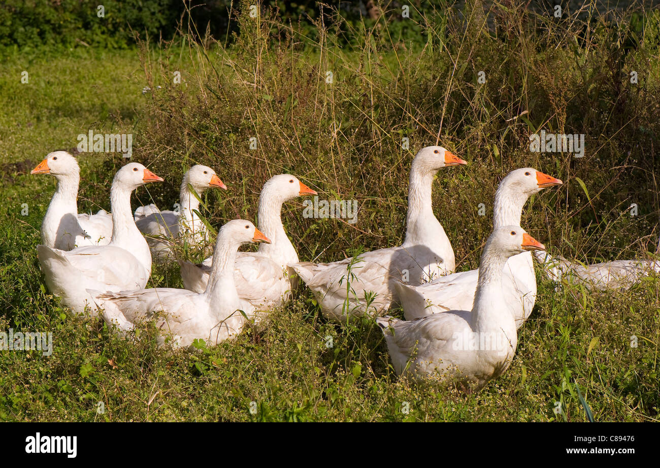 Pet goose home hi-res stock photography and images - Alamy
