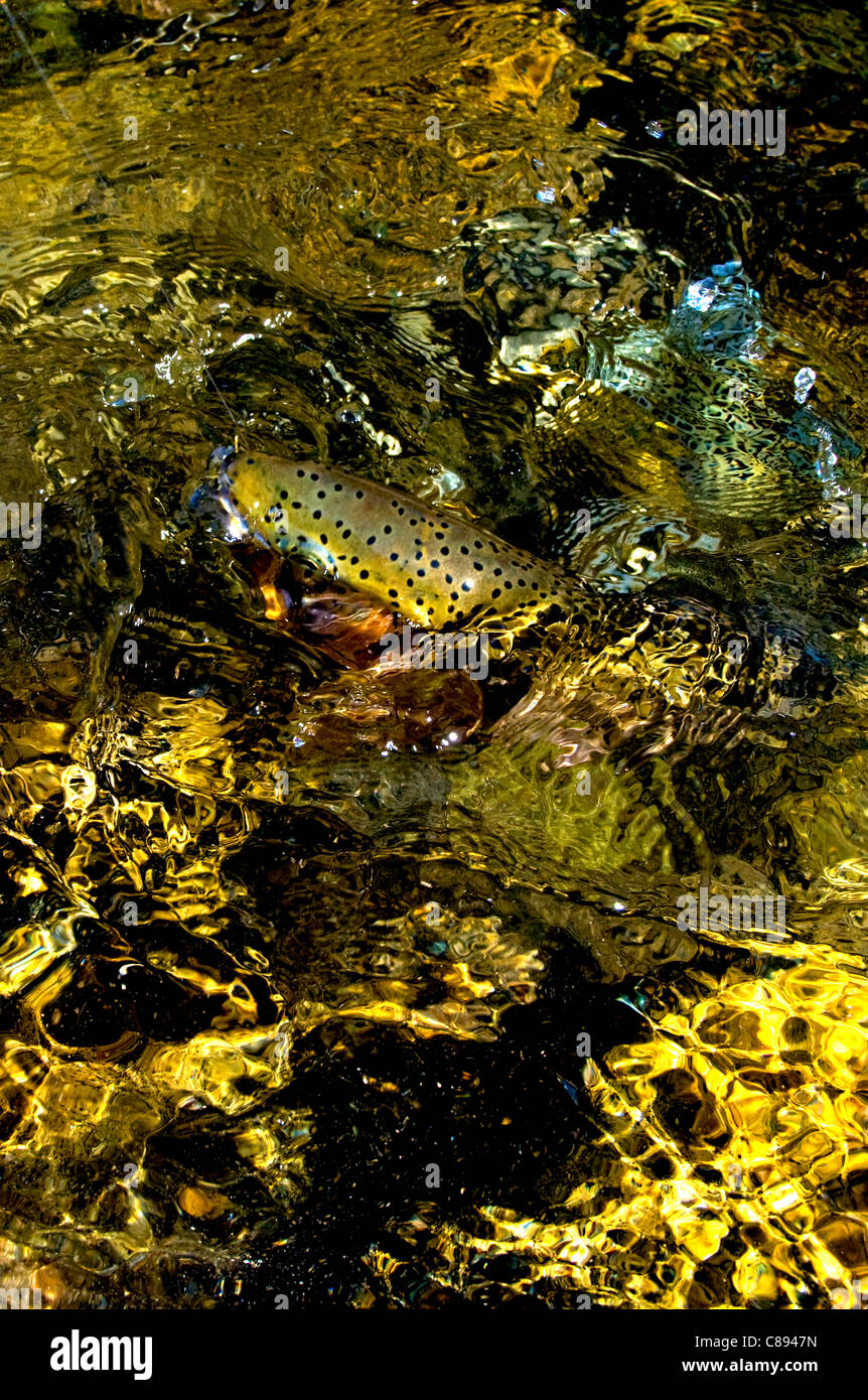 Cutthroat trout rising in golden stream Stock Photo - Alamy