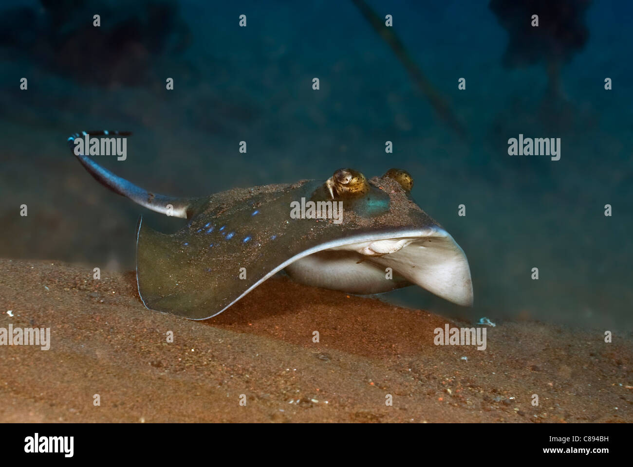 Spotted blue stingray hi-res stock photography and images - Alamy