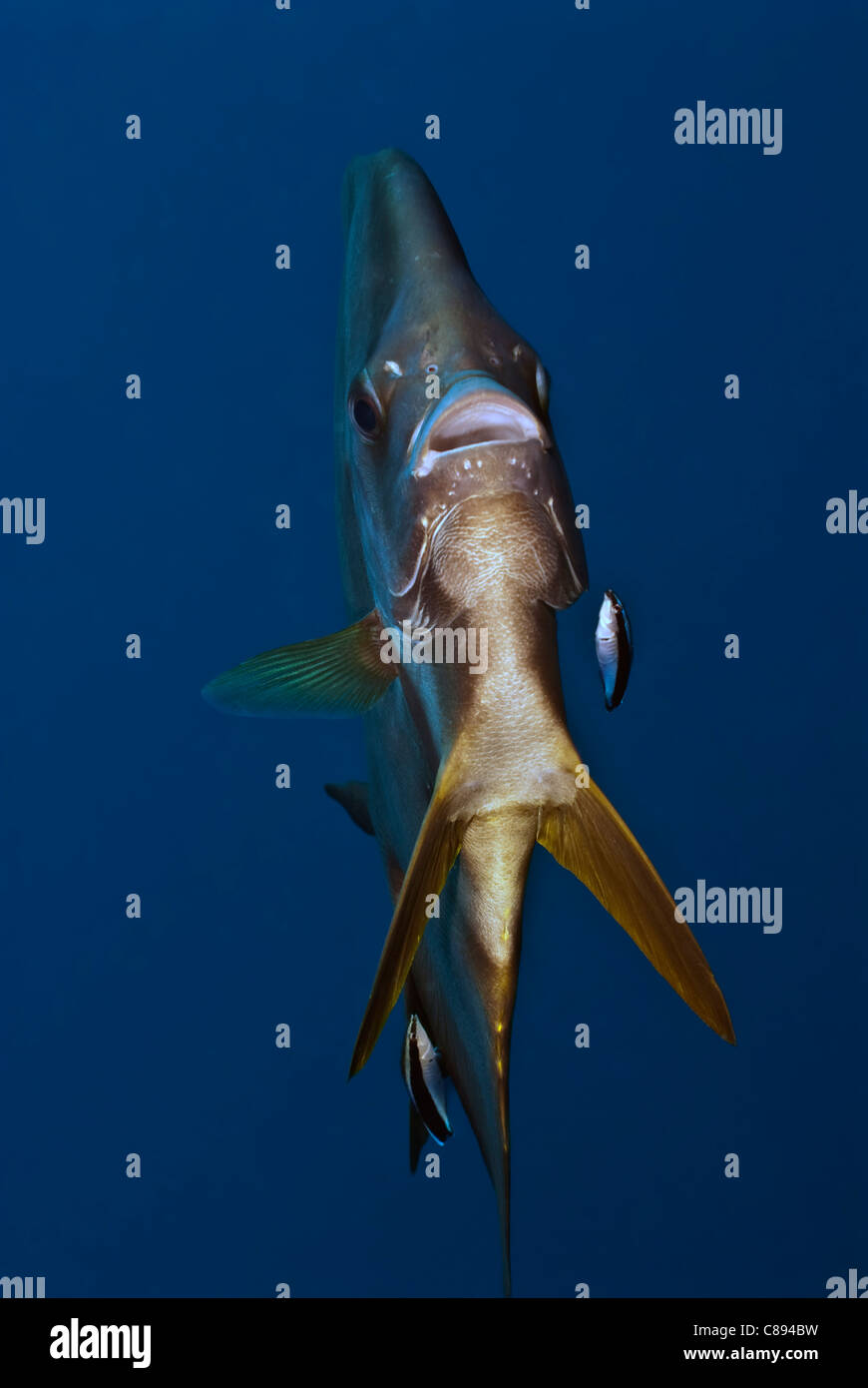 Fish gills cleaner fish hi-res stock photography and images - Alamy