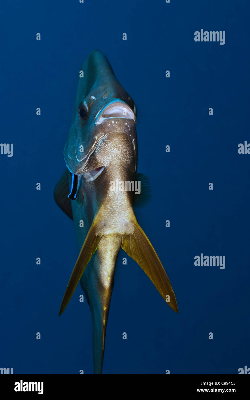 Fish gills cleaner fish hi-res stock photography and images - Alamy