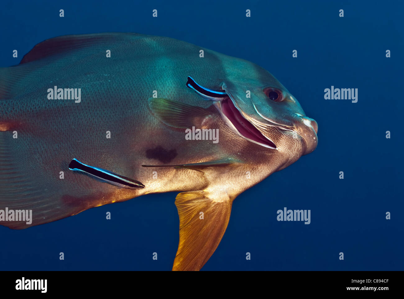 Longfin spadefish with cleaner wrasse under water Stock Photo - Alamy