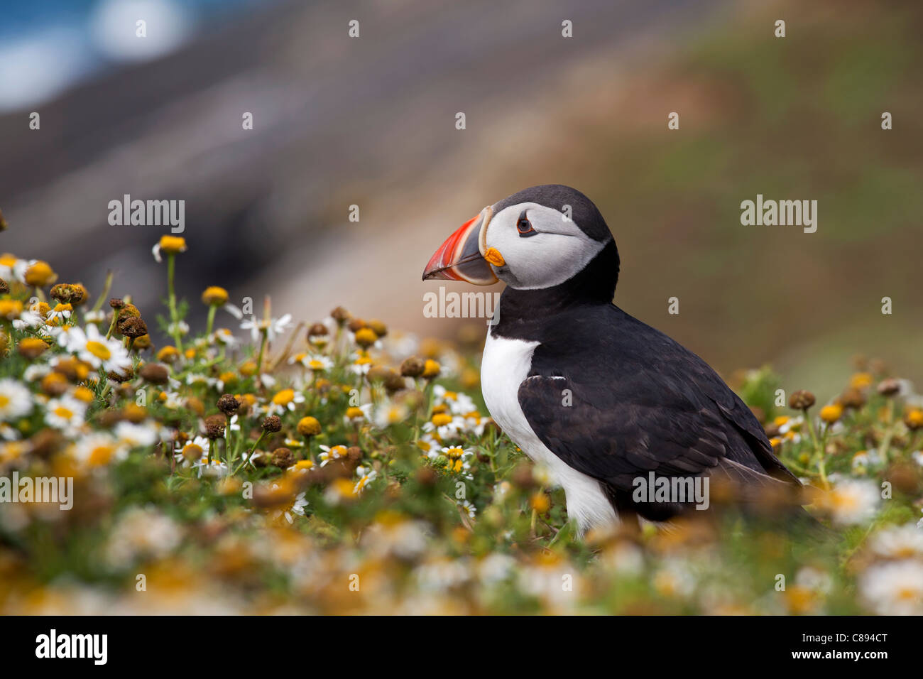 Puffin in field of flowers Stock Photo - Alamy